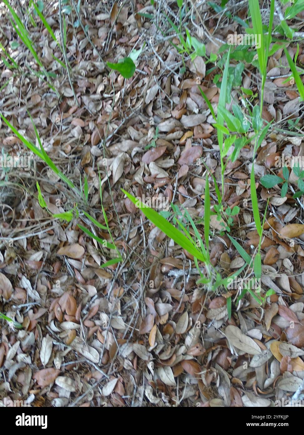 Maidencane (Panicum hemitomon Stock Photo - Alamy