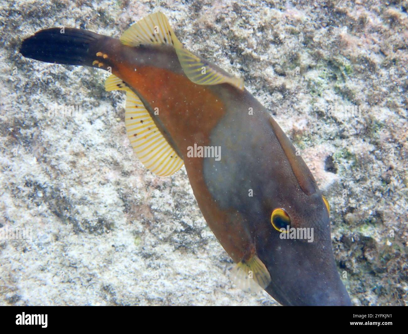 Whitespotted Filefish (Cantherhines macrocerus Stock Photo - Alamy