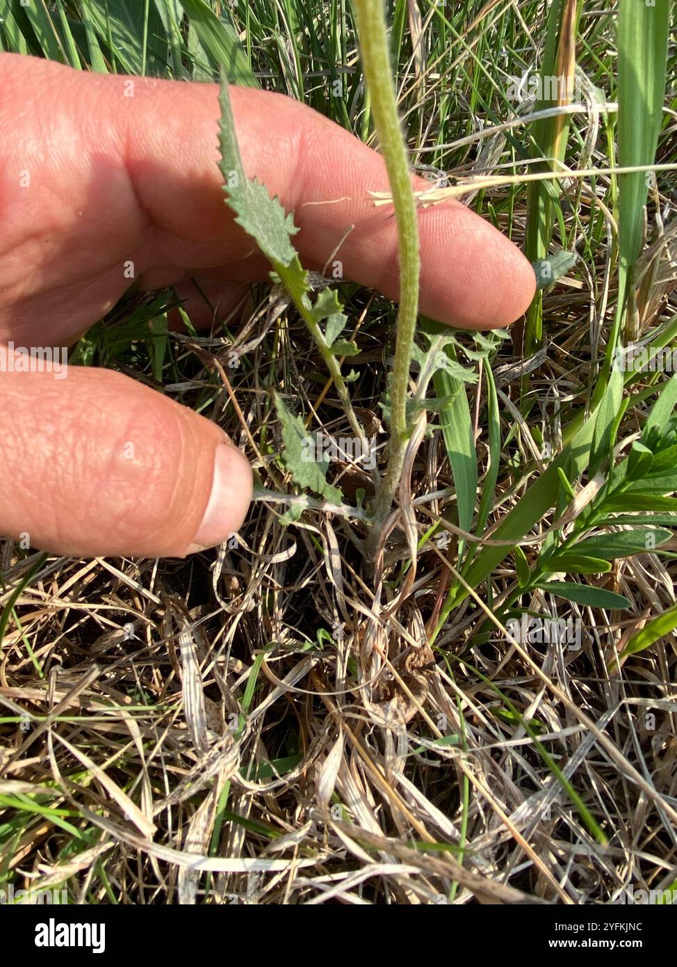 Prairie groundsel hi-res stock photography and images - Alamy