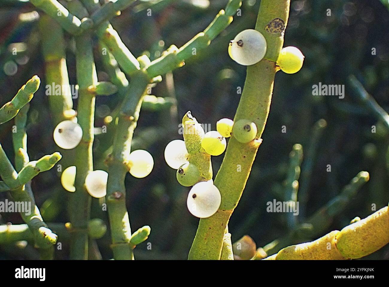 Cape Mistletoe (Viscum capense Stock Photo - Alamy