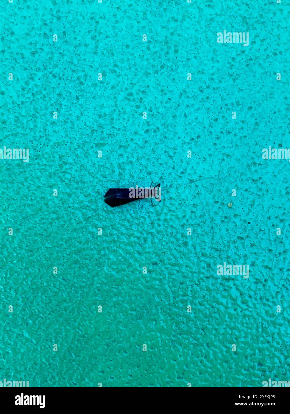 Black Dancer Caddisfly (Mystacides sepulchralis Stock Photo - Alamy