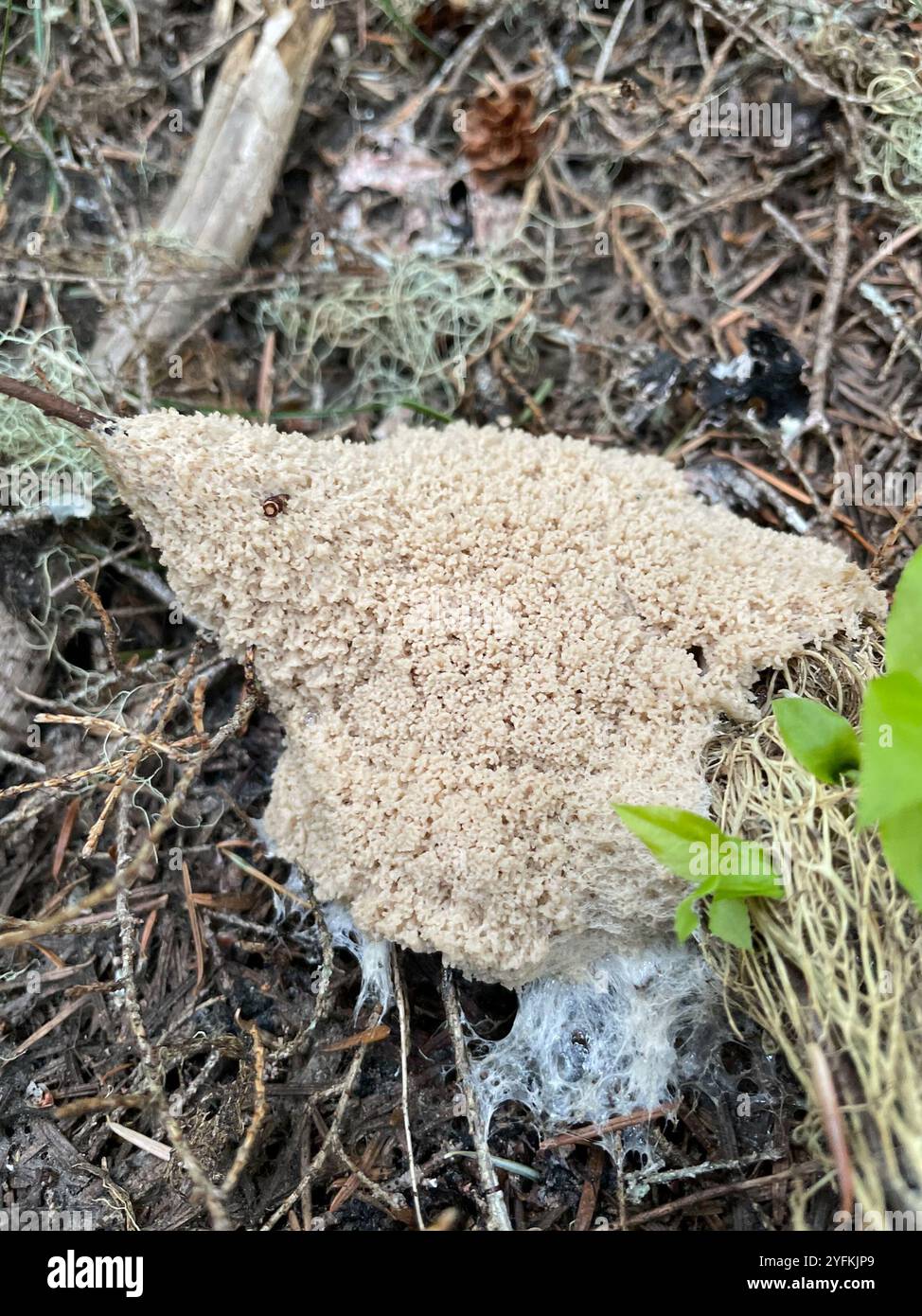 Dog Sick Slime Mould (Didymium spongiosum Stock Photo - Alamy