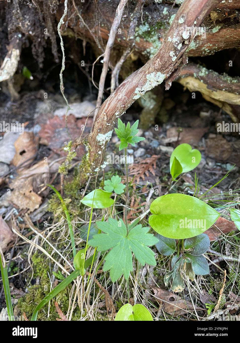 buttercup family (Ranunculaceae Stock Photo - Alamy