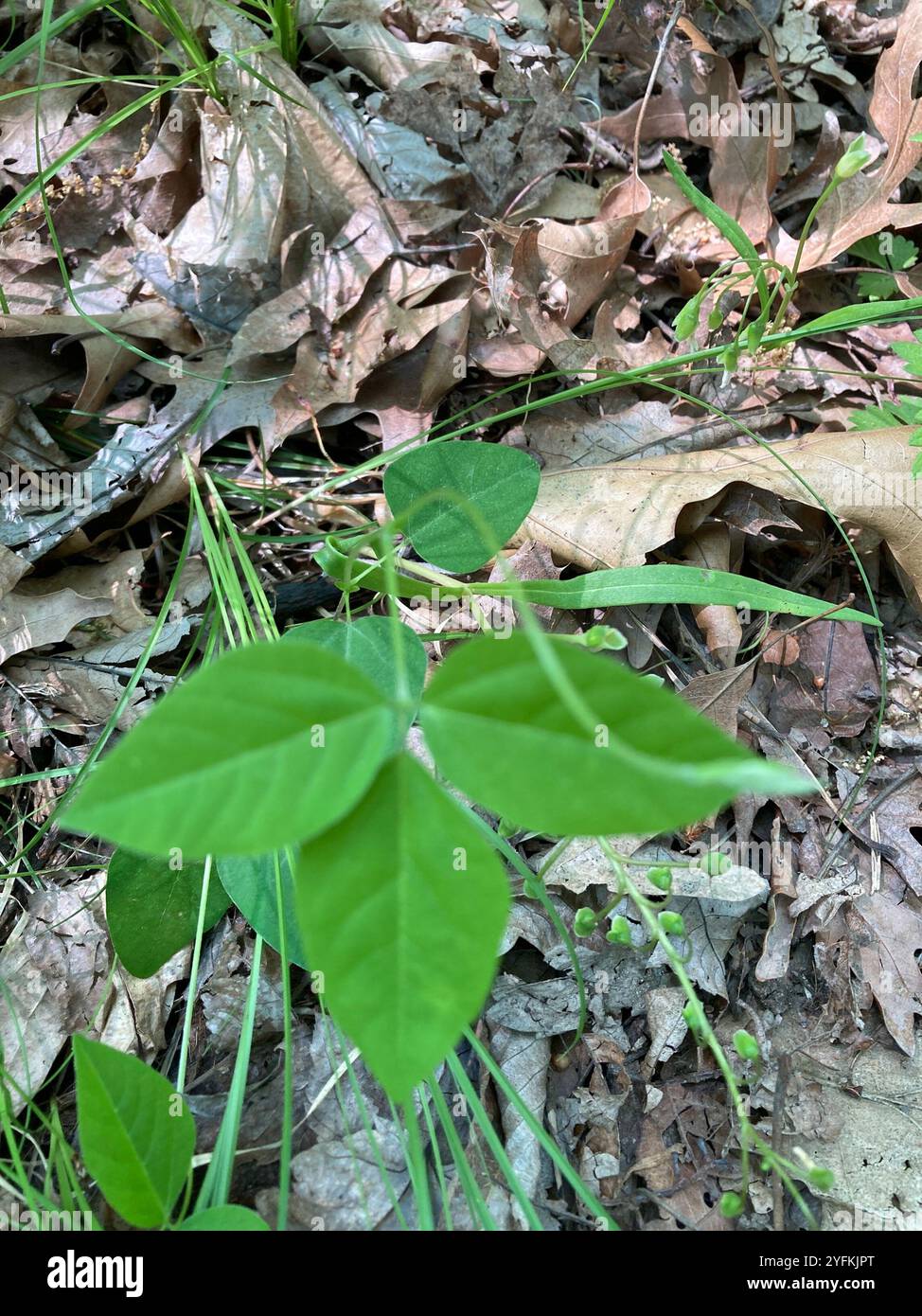 American hog-peanut (Amphicarpaea bracteata Stock Photo - Alamy