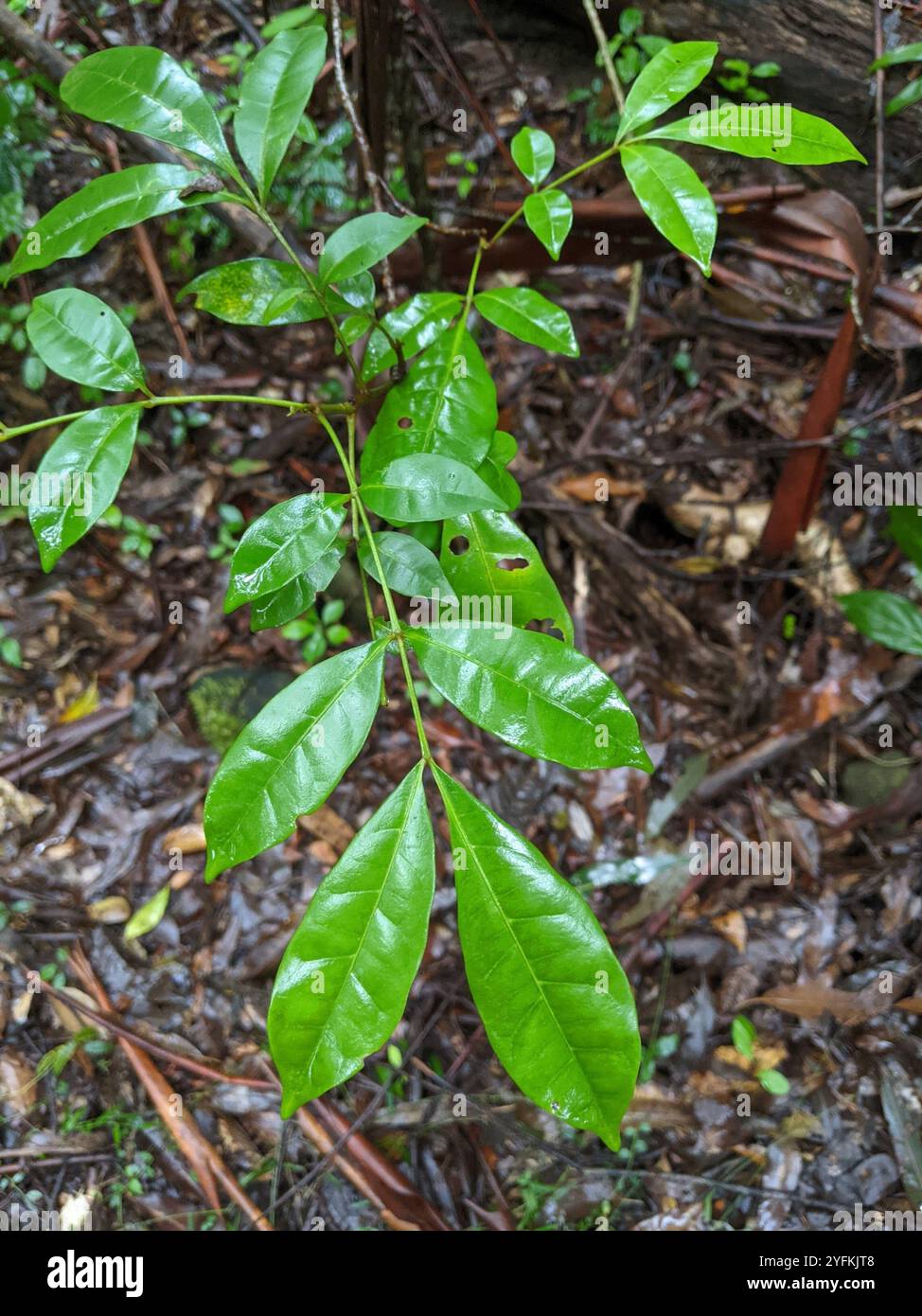 scentless rosewood (Synoum glandulosum Stock Photo - Alamy