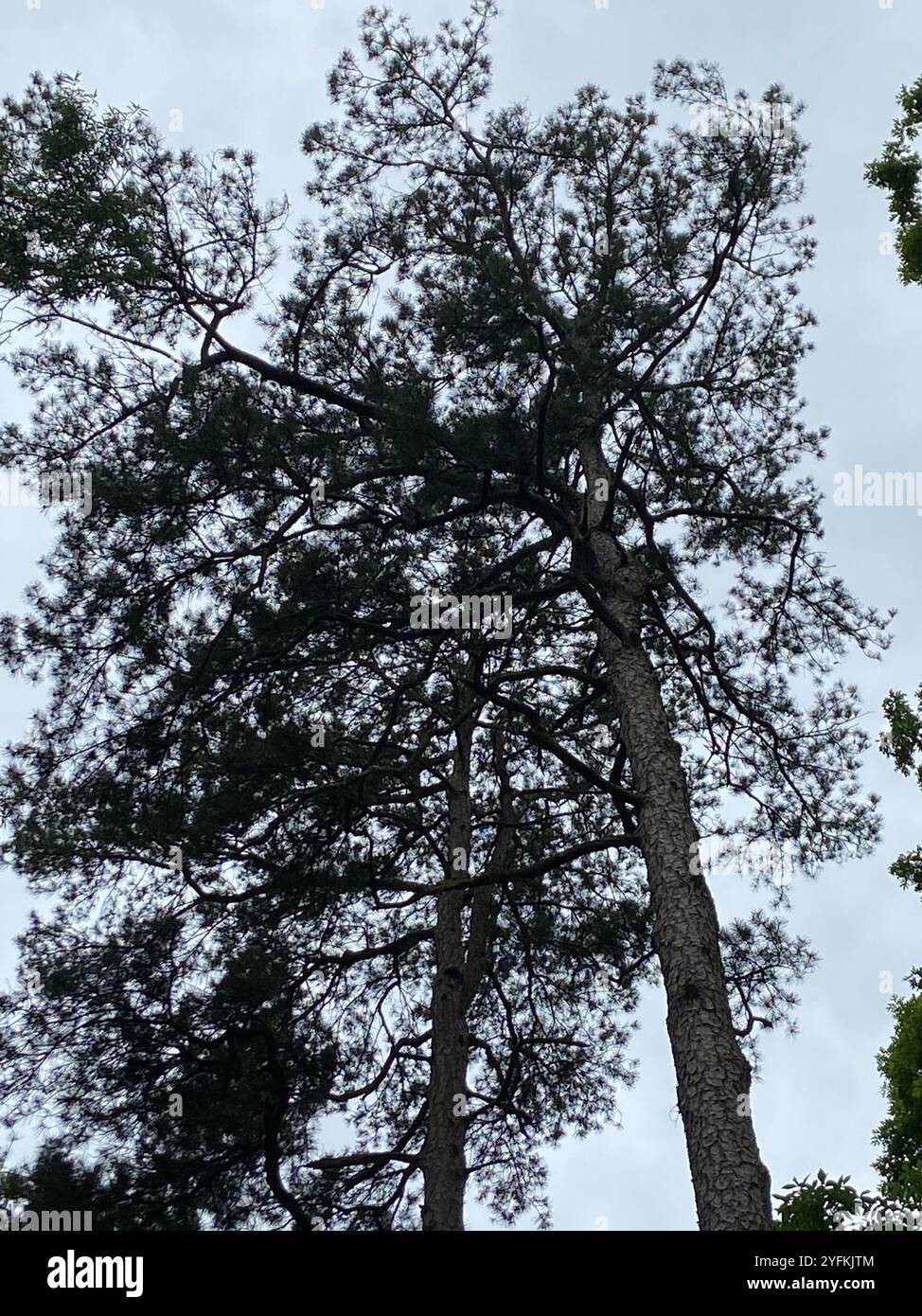 shortleaf pine (Pinus echinata Stock Photo - Alamy