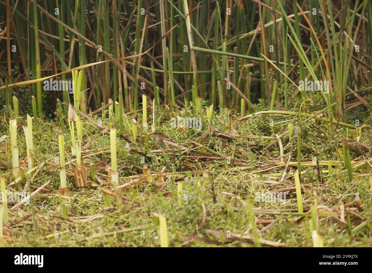 Wren-like Rushbird (Phleocryptes melanops Stock Photo - Alamy