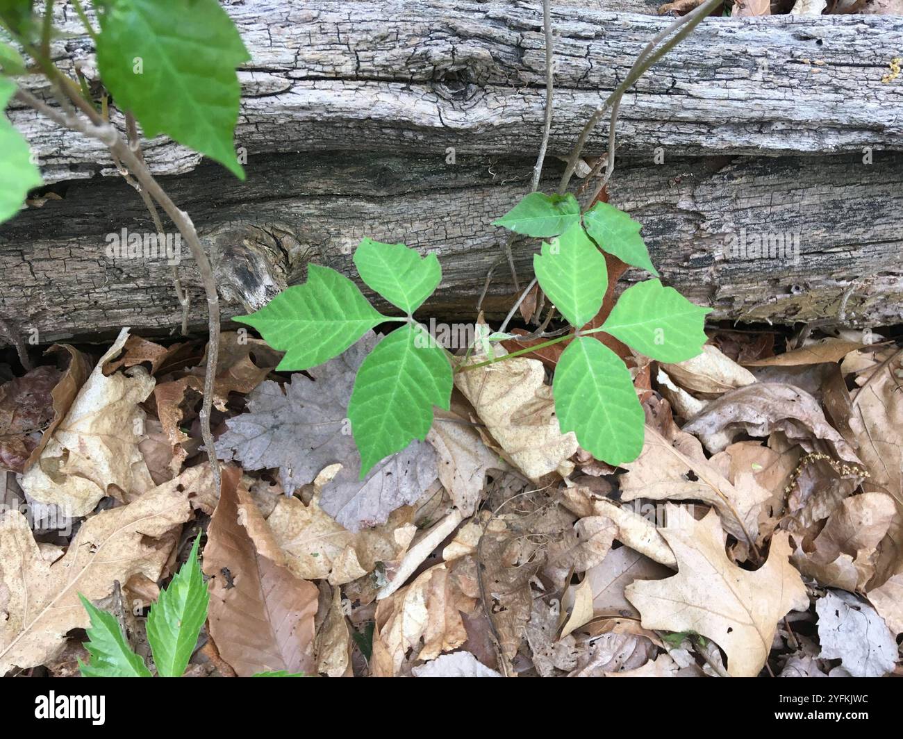 eastern poison ivy (Toxicodendron radicans Stock Photo - Alamy