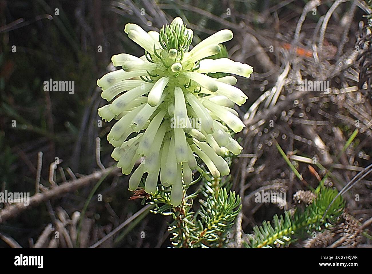Erica sessiliflora hi-res stock photography and images - Alamy