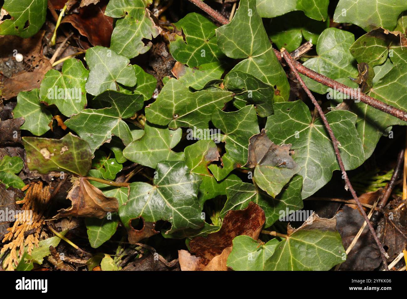common ivy (Hedera helix Stock Photo - Alamy