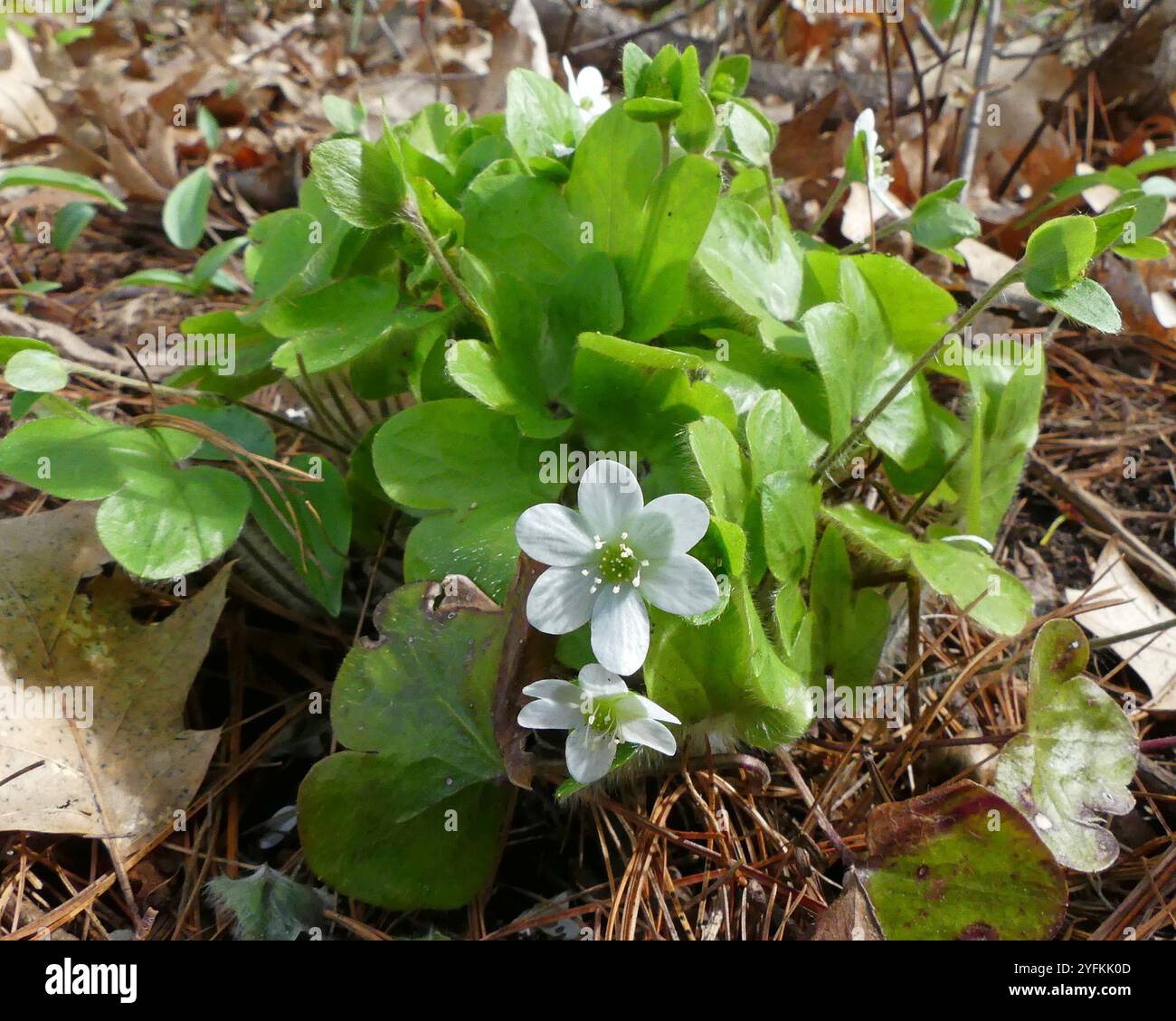 Hepatica americana hi-res stock photography and images - Alamy