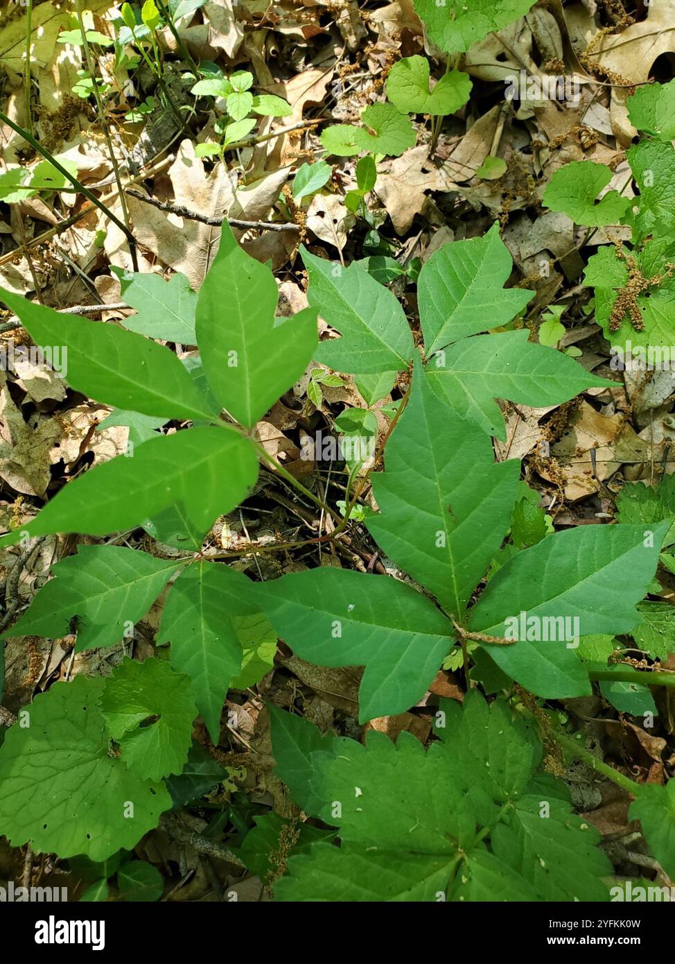 eastern poison ivy (Toxicodendron radicans Stock Photo - Alamy