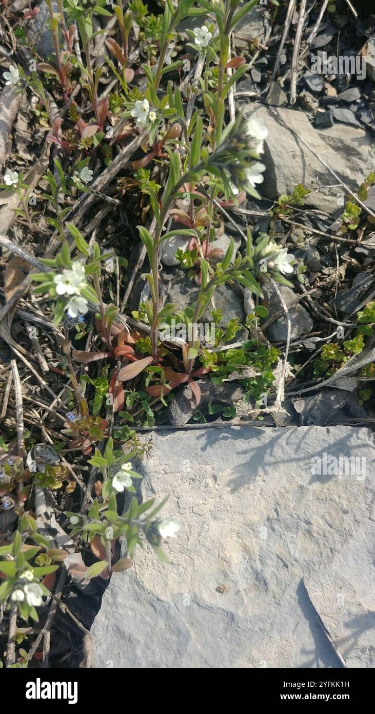 corn gromwell (Buglossoides arvensis Stock Photo - Alamy