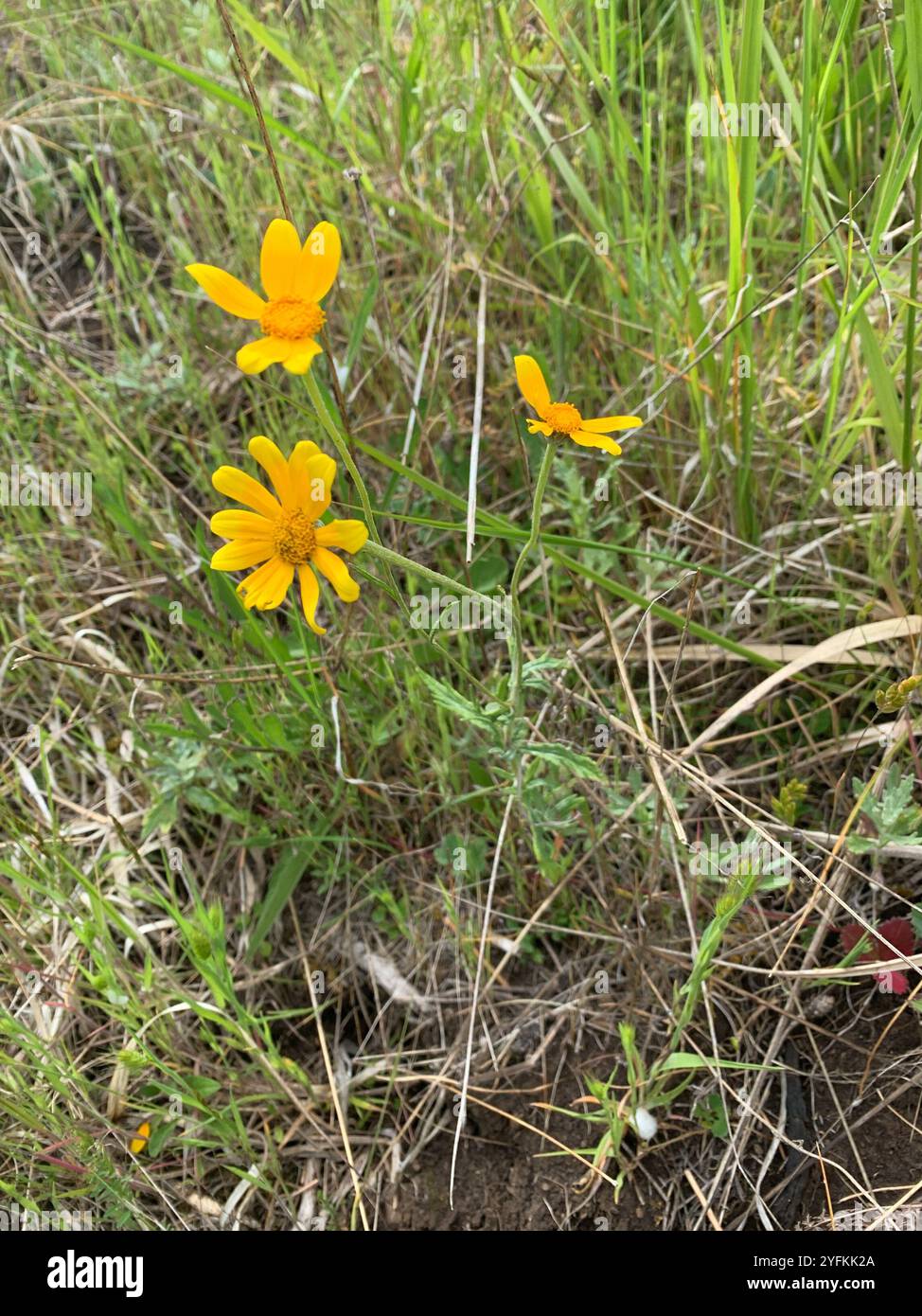 common woolly sunflower (Eriophyllum lanatum Stock Photo - Alamy