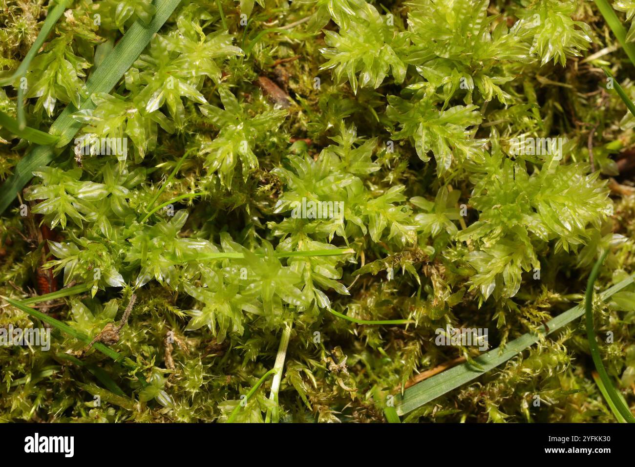 Palm-tree Moss (Plagiomnium undulatum Stock Photo - Alamy