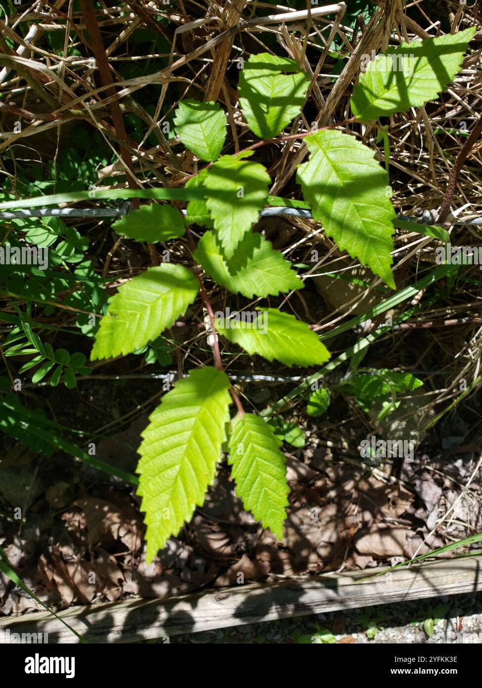 Family ulmaceae hi-res stock photography and images - Alamy