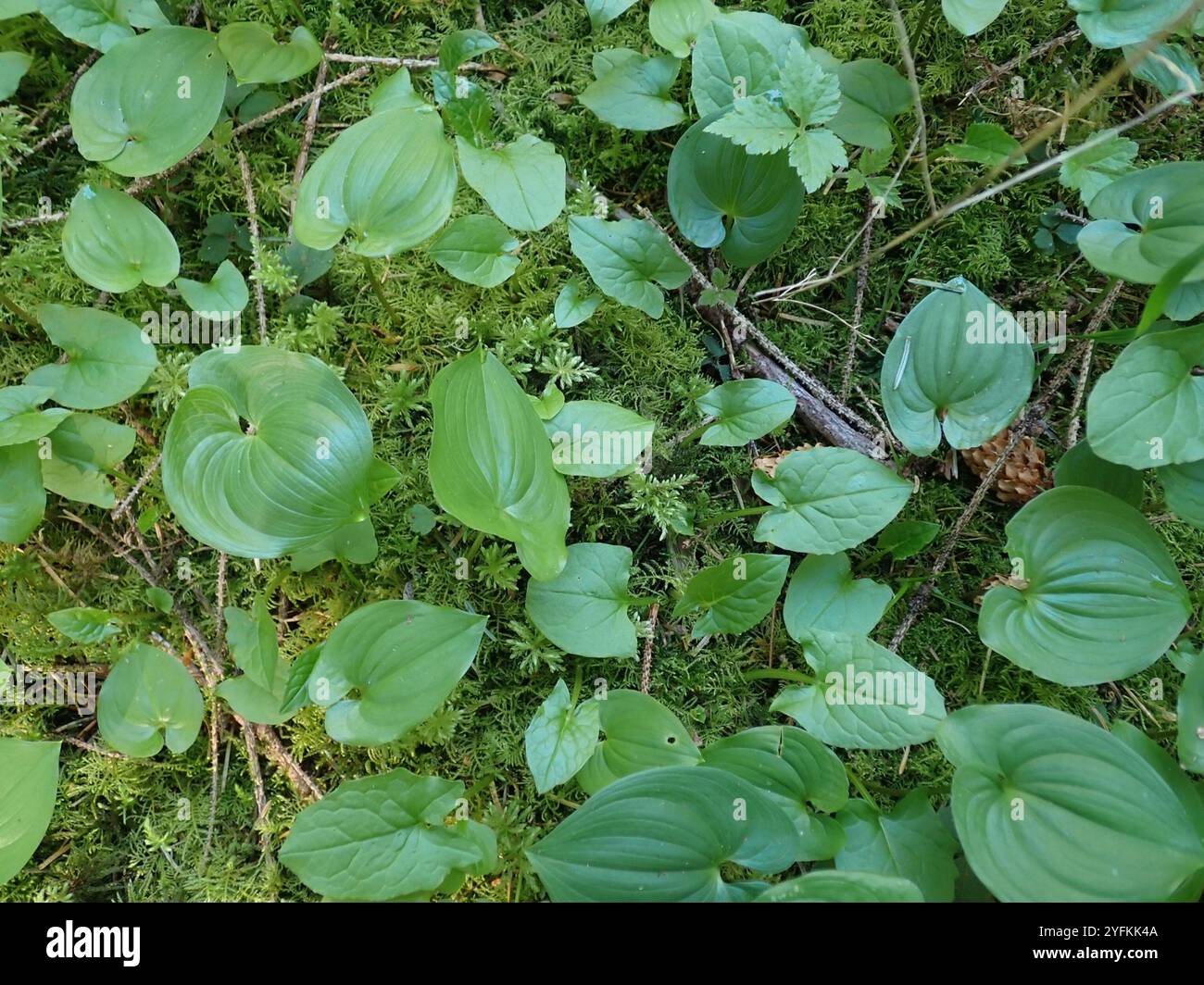 western rattlesnake root (Nabalus alatus Stock Photo - Alamy