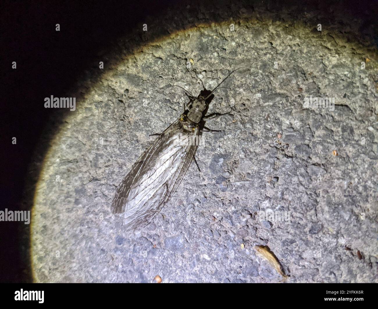Spring fishfly hi-res stock photography and images - Alamy
