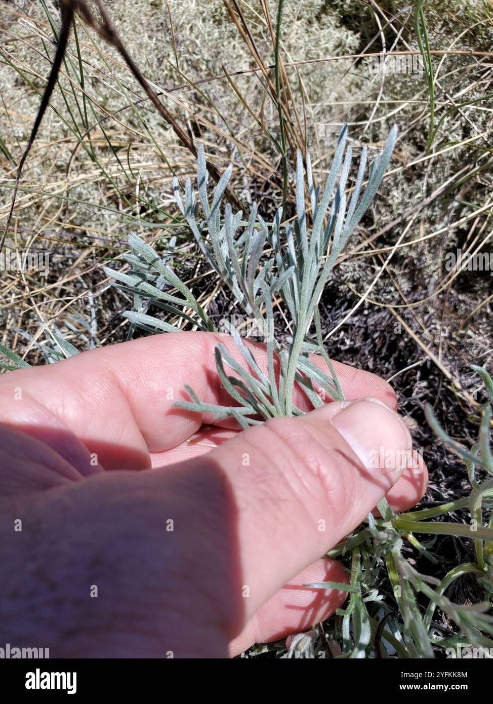 Field Sagewort (Artemisia campestris Stock Photo - Alamy