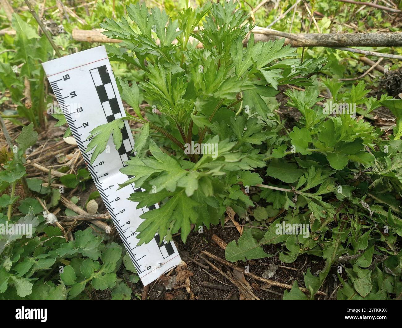 common mugwort (Artemisia vulgaris Stock Photo - Alamy