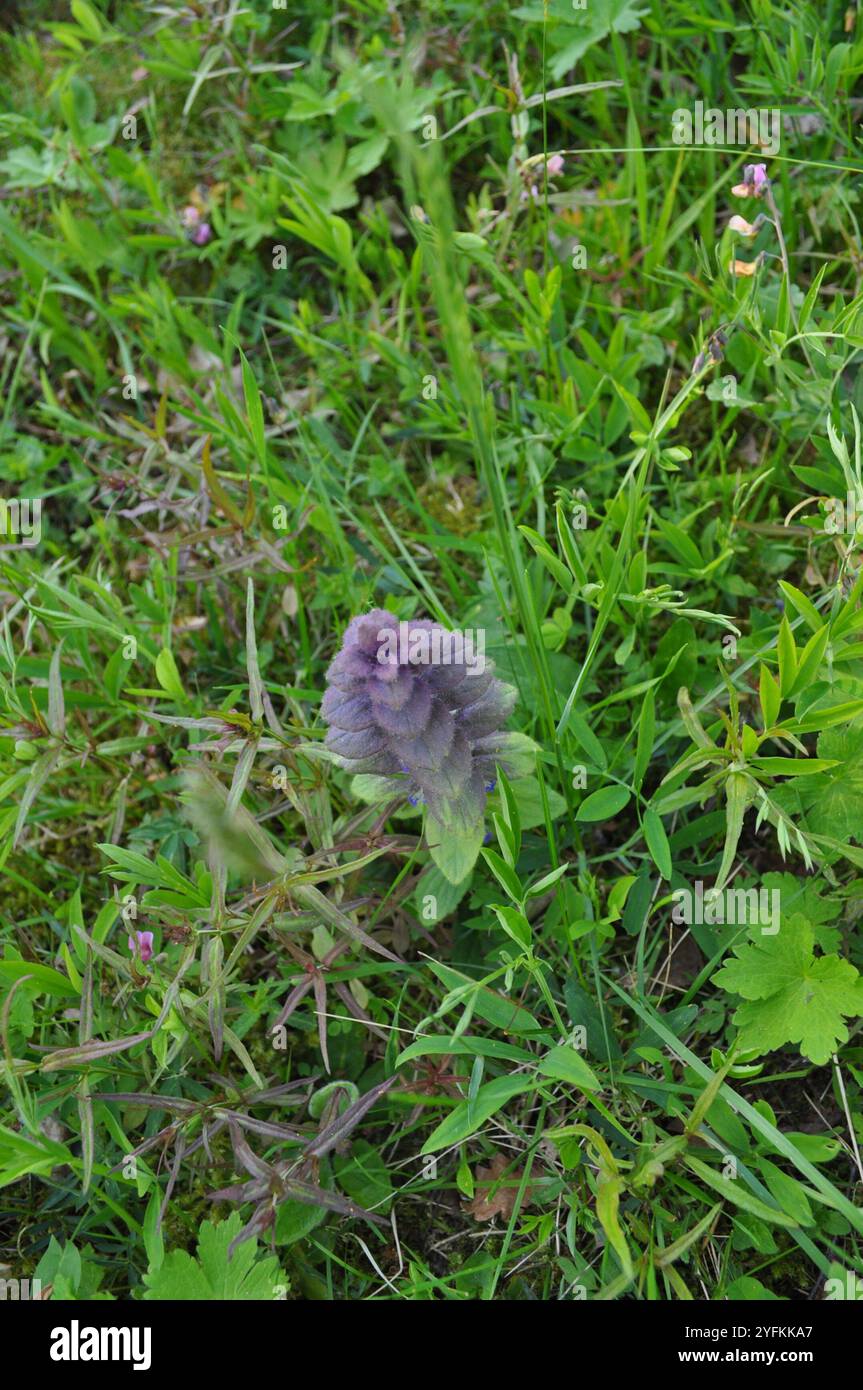 Pyramidal Bugle (Ajuga pyramidalis Stock Photo - Alamy