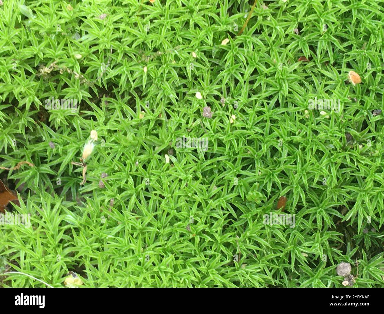 lesser smoothcap (Atrichum angustatum Stock Photo - Alamy