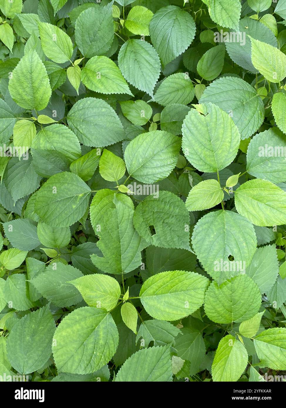 wood nettle (Laportea canadensis Stock Photo - Alamy