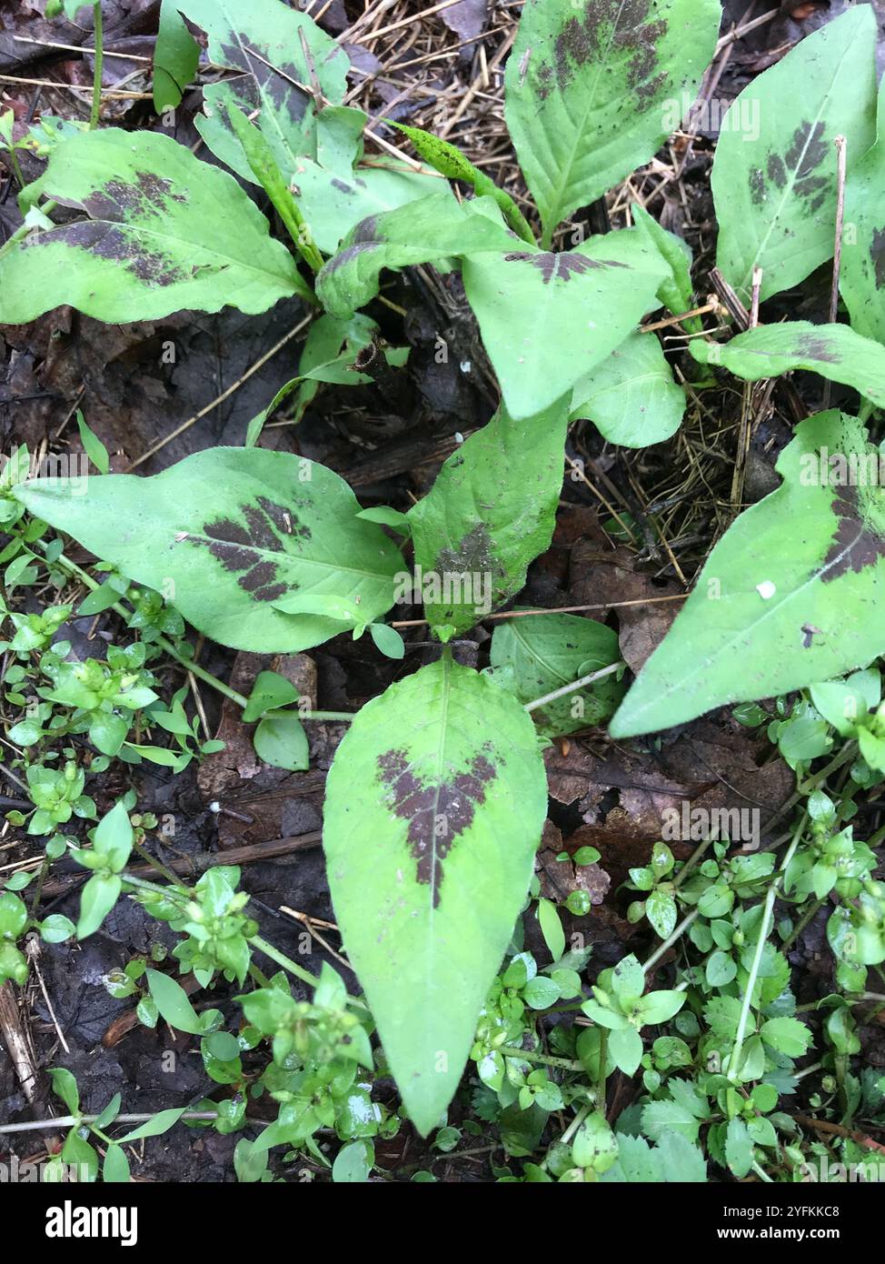 American jumpseed (Persicaria virginiana Stock Photo - Alamy