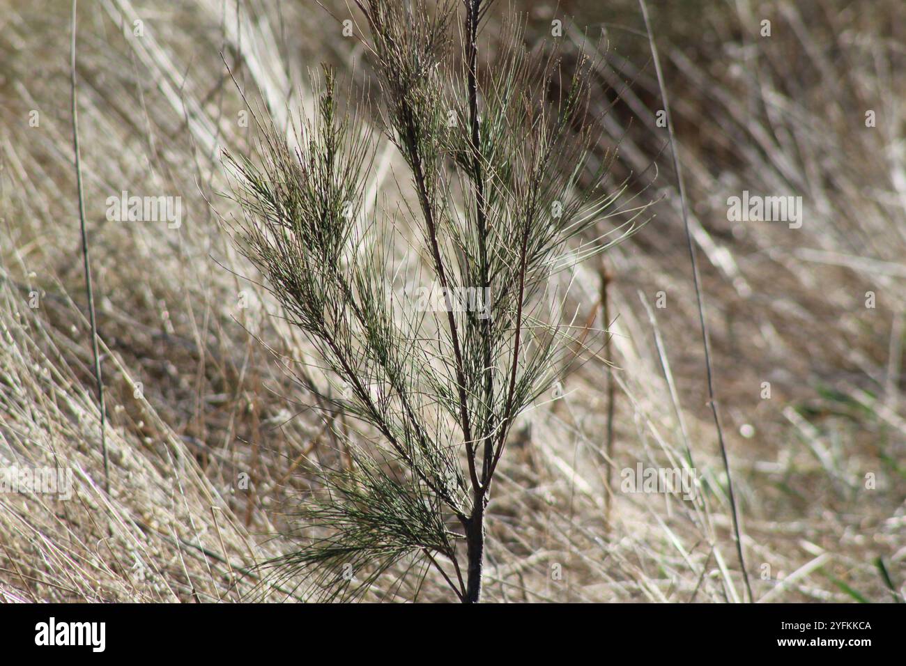Sheoaks hi-res stock photography and images - Alamy