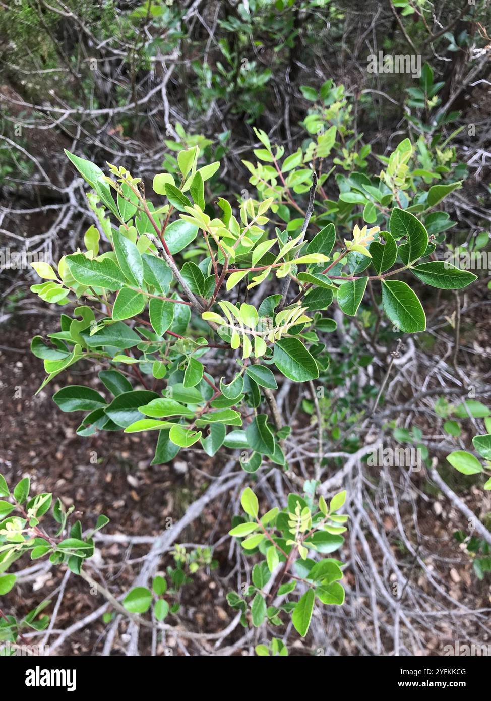 evergreen sumac (Rhus virens Stock Photo - Alamy