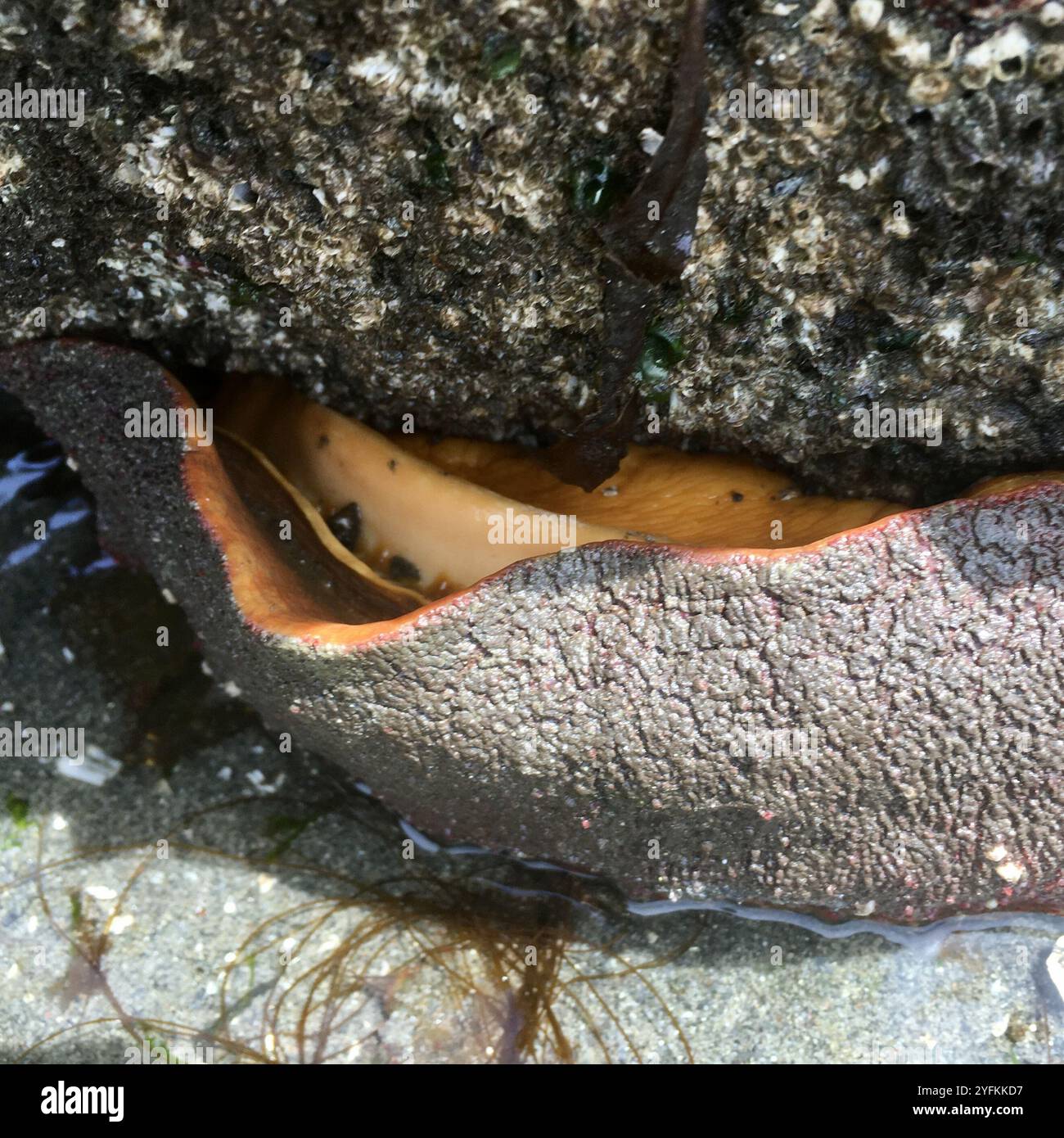 Gumboot chiton hi-res stock photography and images - Alamy