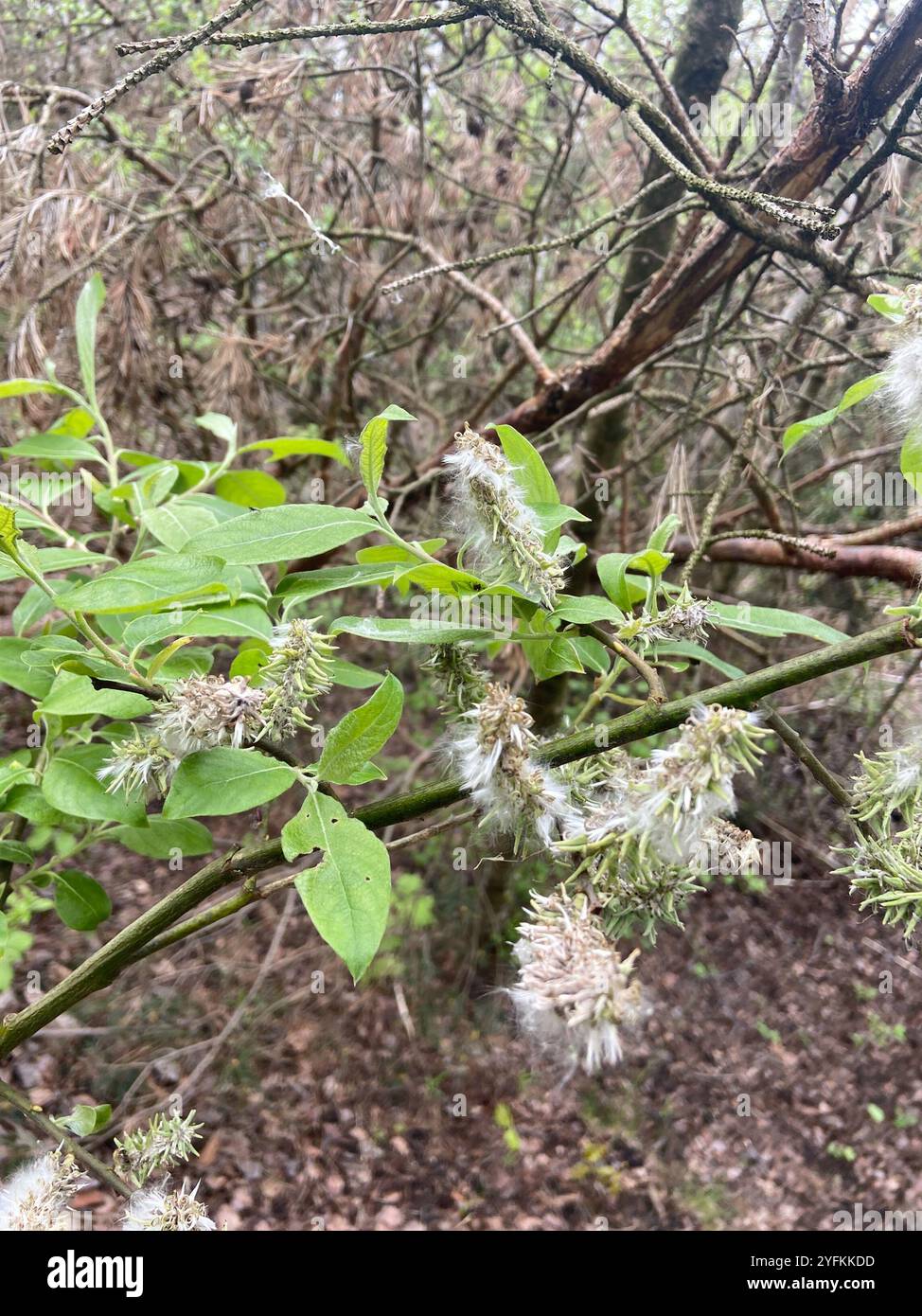 goat willow (Salix caprea Stock Photo - Alamy