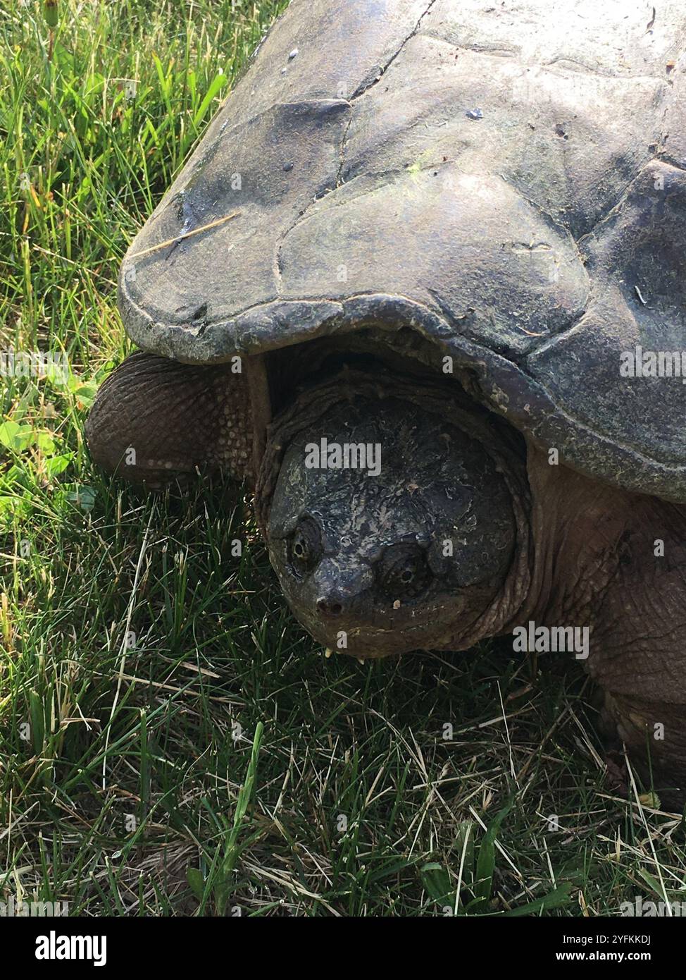 Common Snapping Turtle (Chelydra serpentina Stock Photo - Alamy