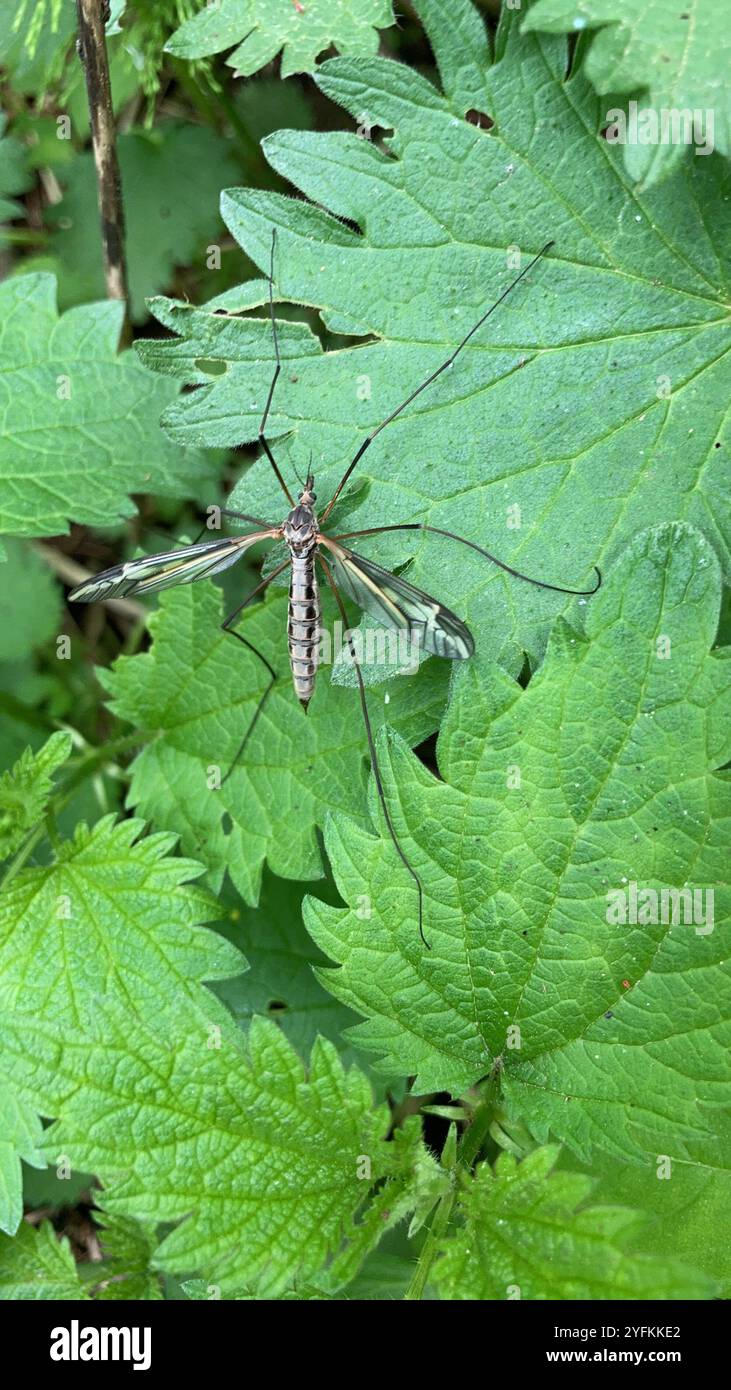 Common Crane Flies (Tipula Stock Photo - Alamy