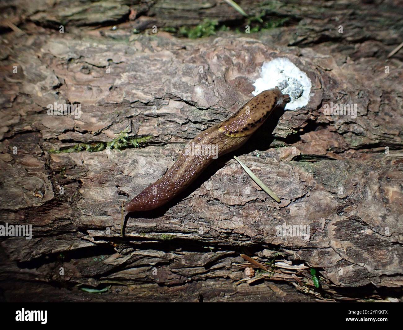 Yellow-bordered Taildropper (Prophysaon foliolatum Stock Photo - Alamy