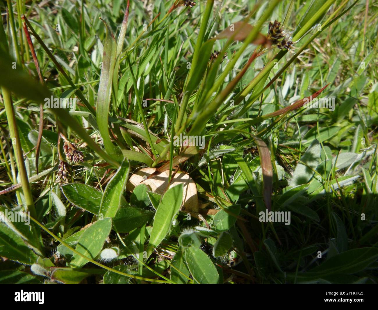 Field woodrush (Luzula campestris Stock Photo - Alamy