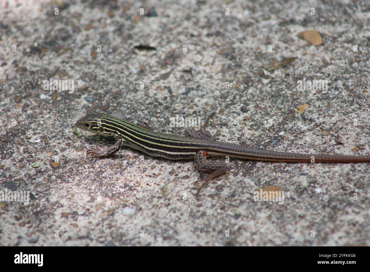 Common Spotted Whiptail (Aspidoscelis gularis Stock Photo - Alamy