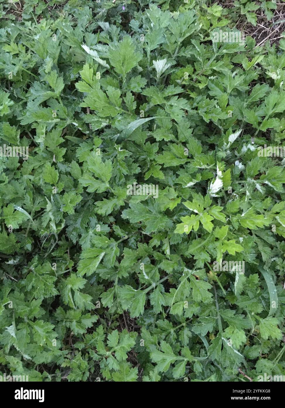 common mugwort (Artemisia vulgaris Stock Photo - Alamy