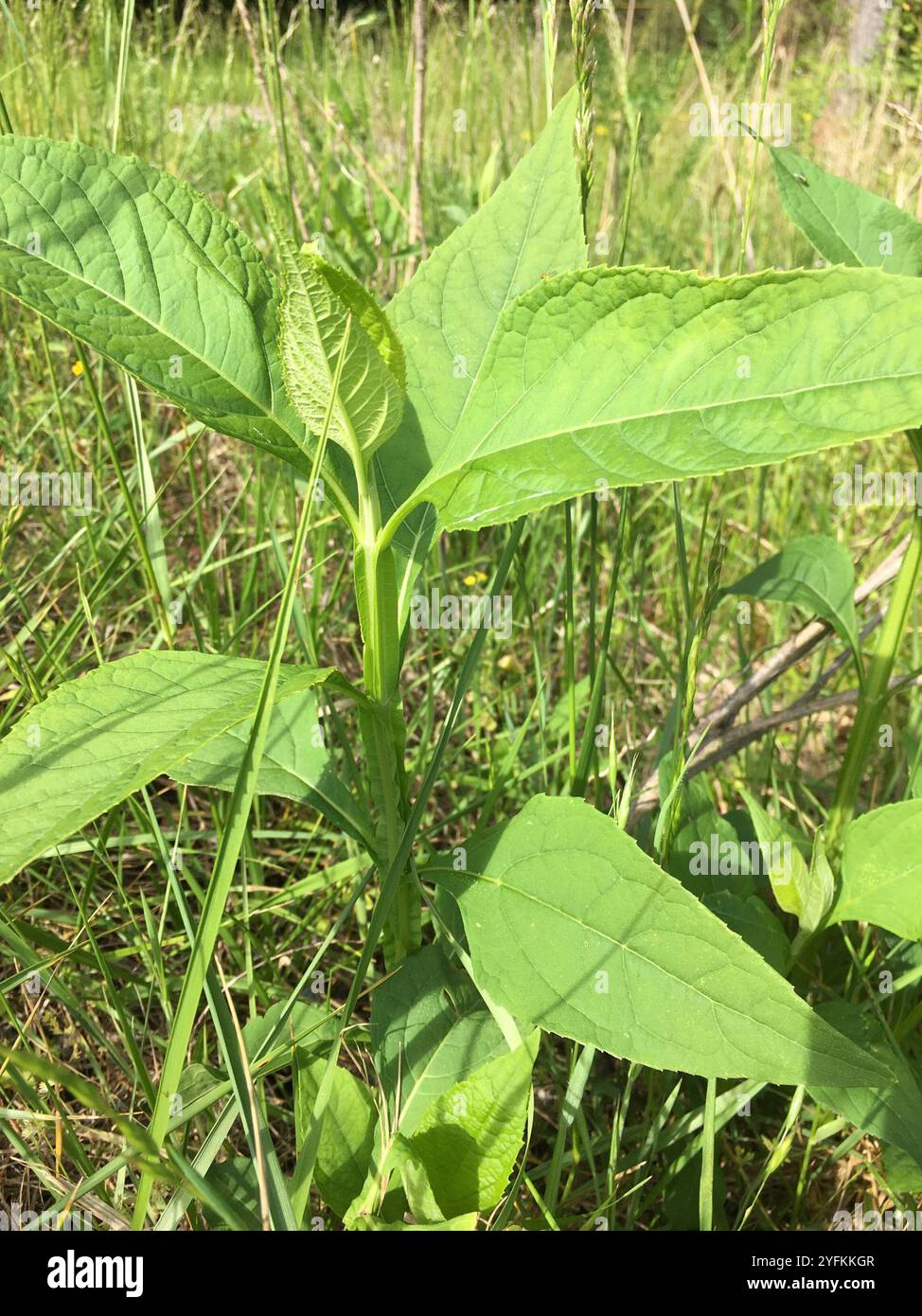 Yellow Crownbeard (Verbesina occidentalis Stock Photo - Alamy