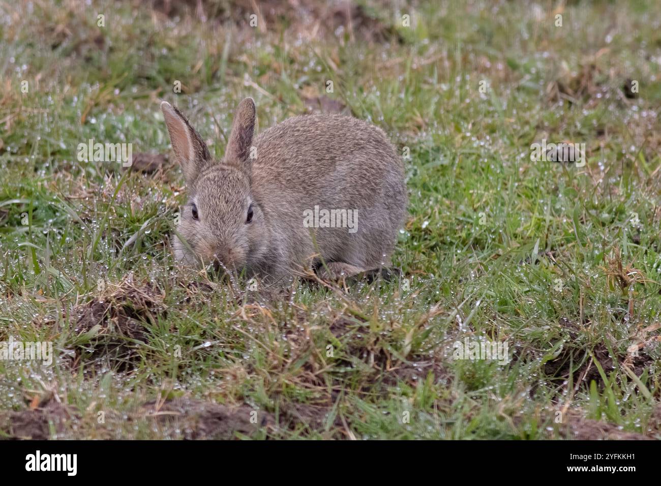 European Rabbit (Oryctolagus cuniculus Stock Photo - Alamy