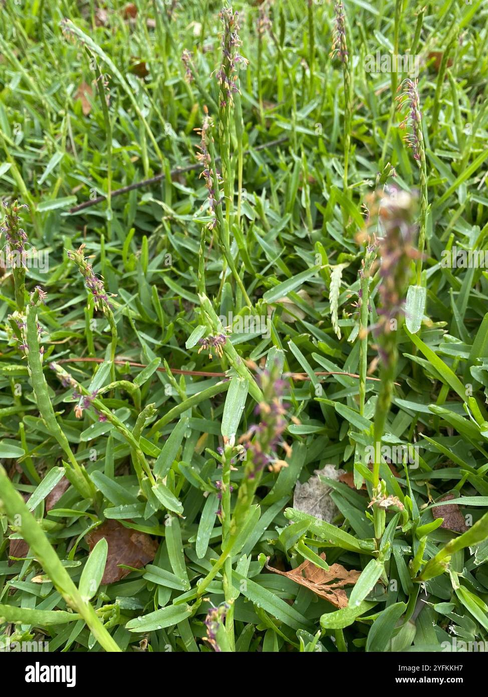 Saint Augustine grass (Stenotaphrum secundatum Stock Photo - Alamy