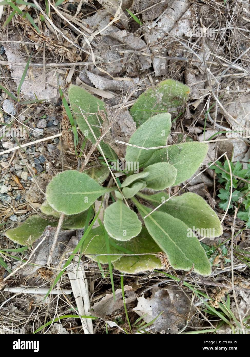 great mullein (Verbascum thapsus Stock Photo - Alamy