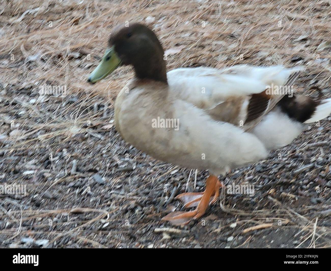 Domestic Mallard (Anas platyrhynchos domesticus Stock Photo - Alamy
