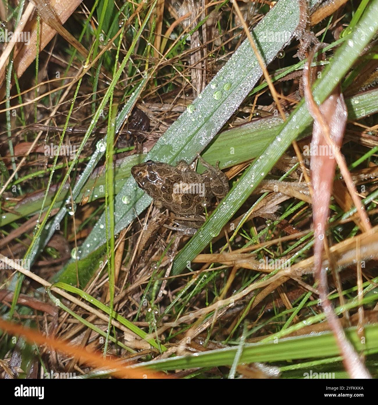 Common Eastern Froglet (Crinia signifera Stock Photo - Alamy