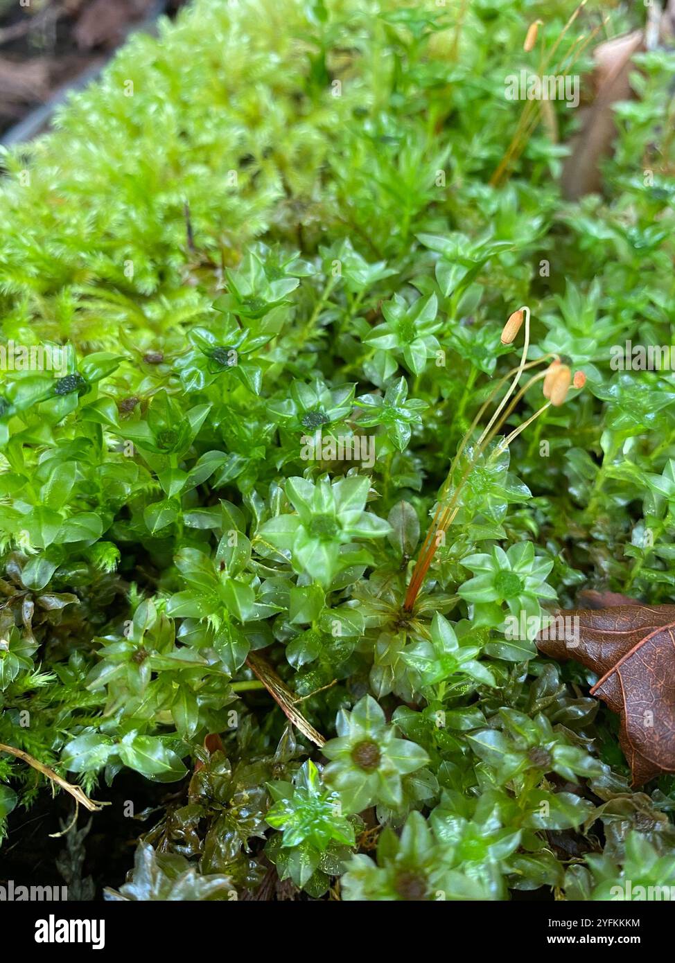 Thyme and Allied Mosses (Plagiomnium Stock Photo - Alamy