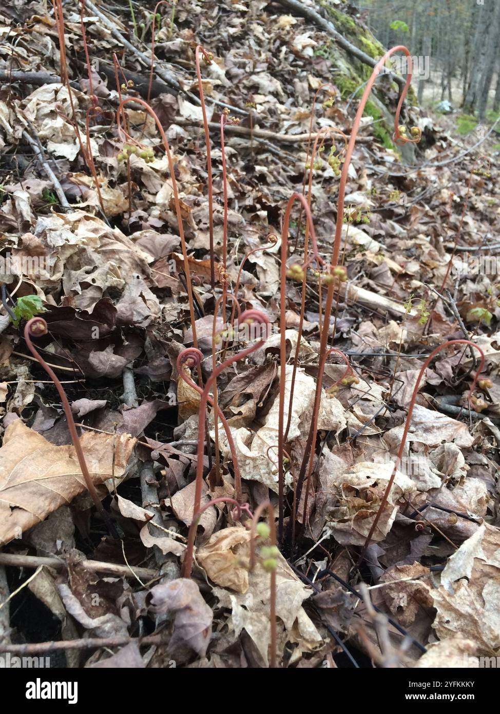 northern maidenhair fern (Adiantum pedatum Stock Photo - Alamy