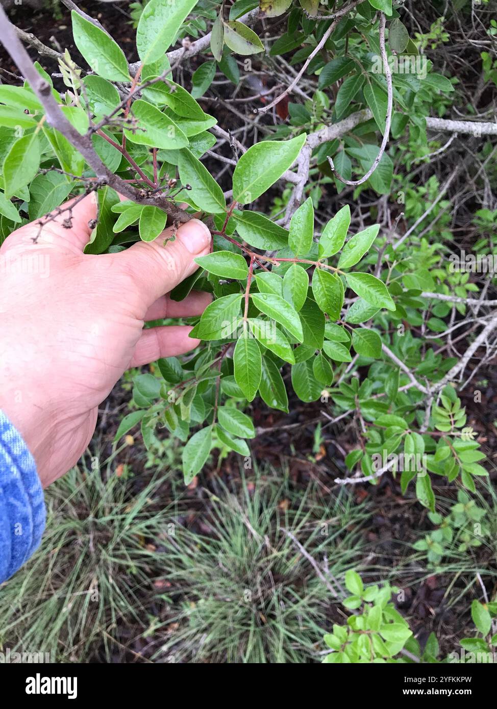 evergreen sumac (Rhus virens Stock Photo - Alamy