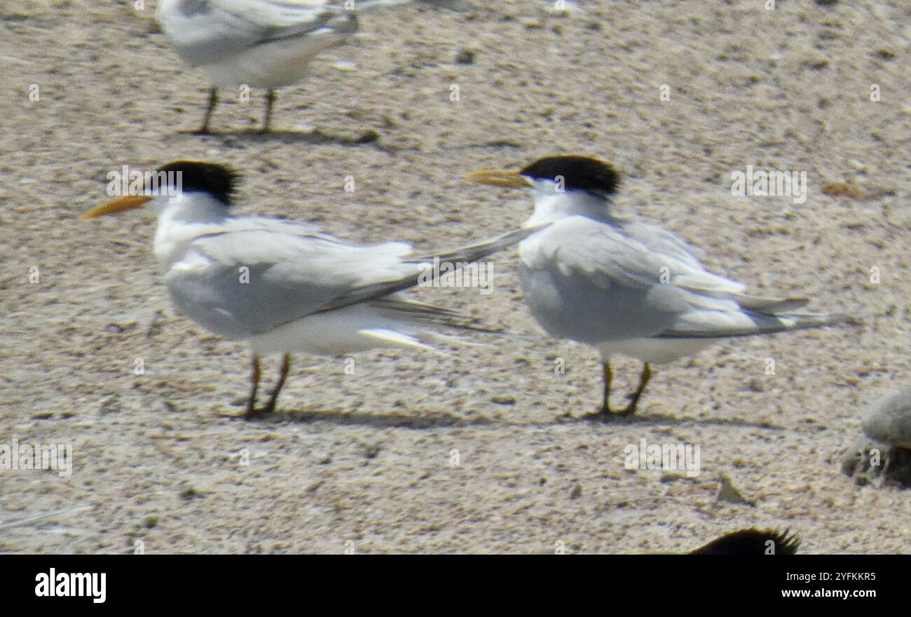 Sandwich Tern (Thalasseus sandvicensis Stock Photo - Alamy