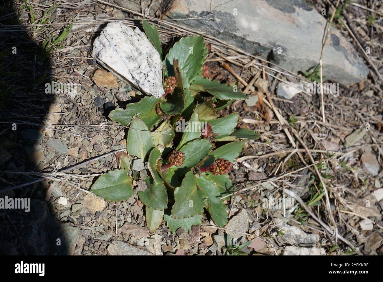 Western Saxifrage (Micranthes occidentalis Stock Photo - Alamy