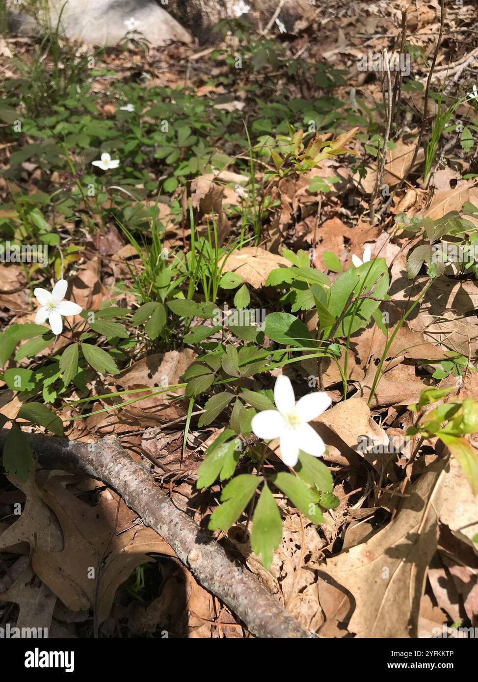 wood anemone (Anemonoides quinquefolia Stock Photo - Alamy
